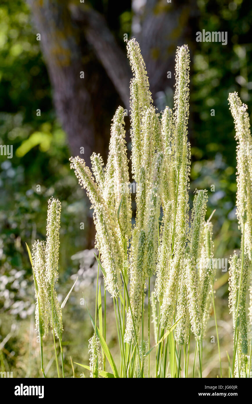 Cats tail grass hi-res stock photography and images - Alamy
