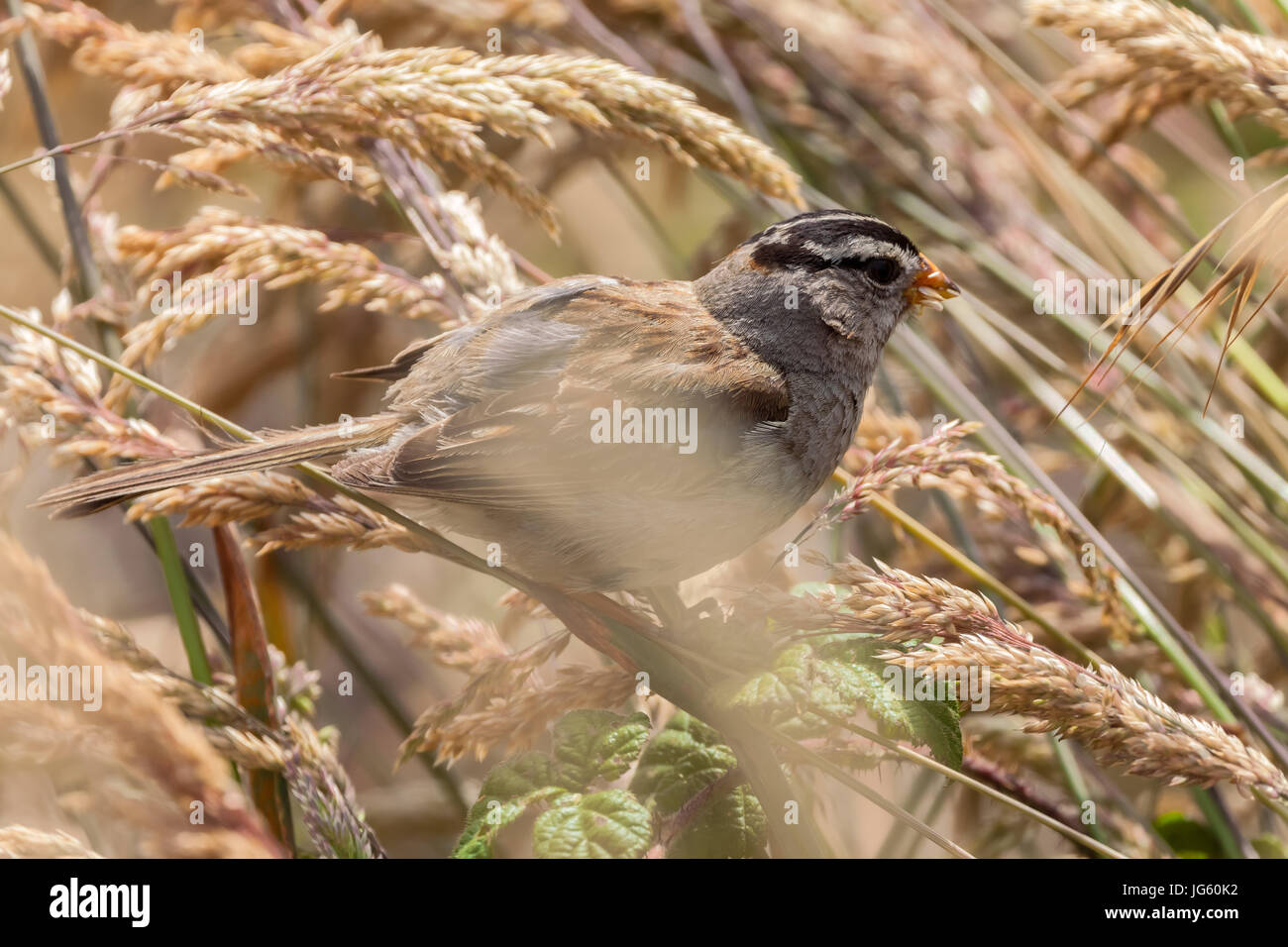 A white-crowned sparrow was disappearing among the wild wheatgrass and ...