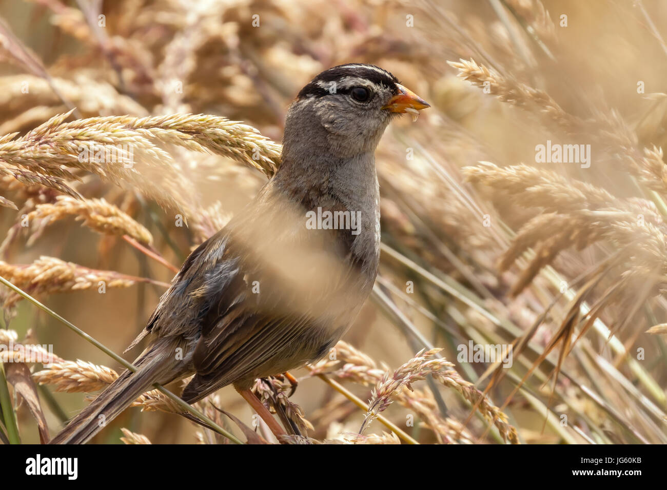 A white-crowned sparrow was disappearing among the wild wheatgrass and ...
