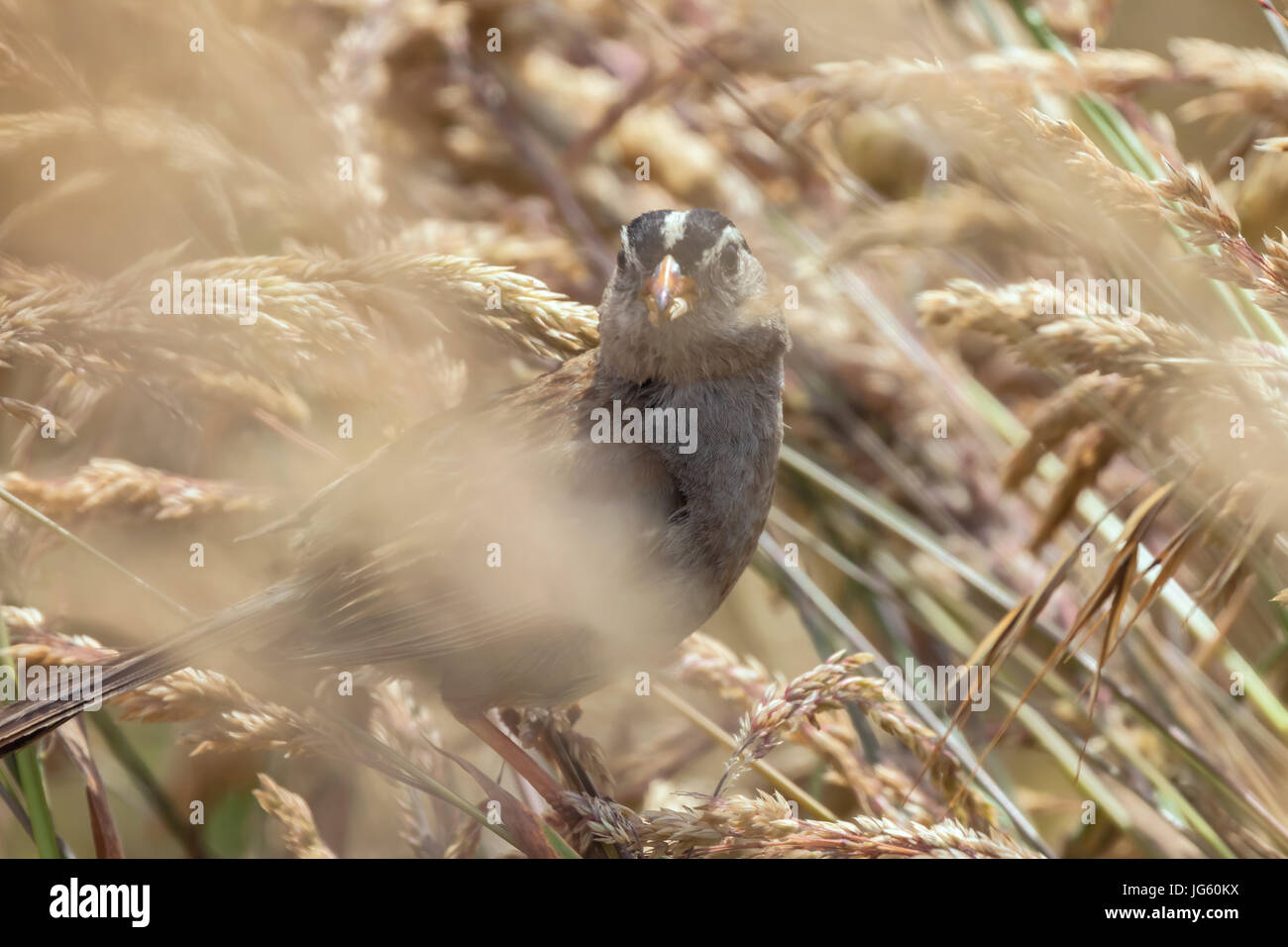 A white-crowned sparrow was disappearing among the wild wheatgrass and ...