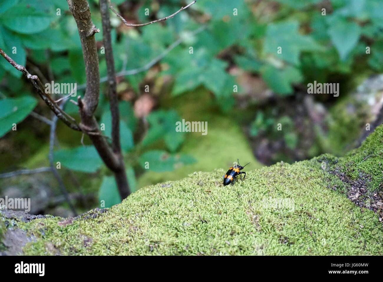 Bug resting on moss covered tree trunk Stock Photo - Alamy