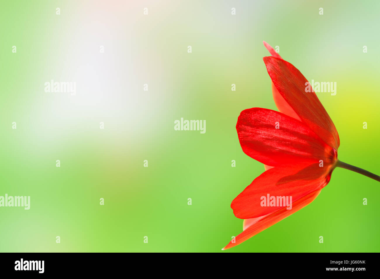 Close up side view of a bright red tulip reaching in from right of ...