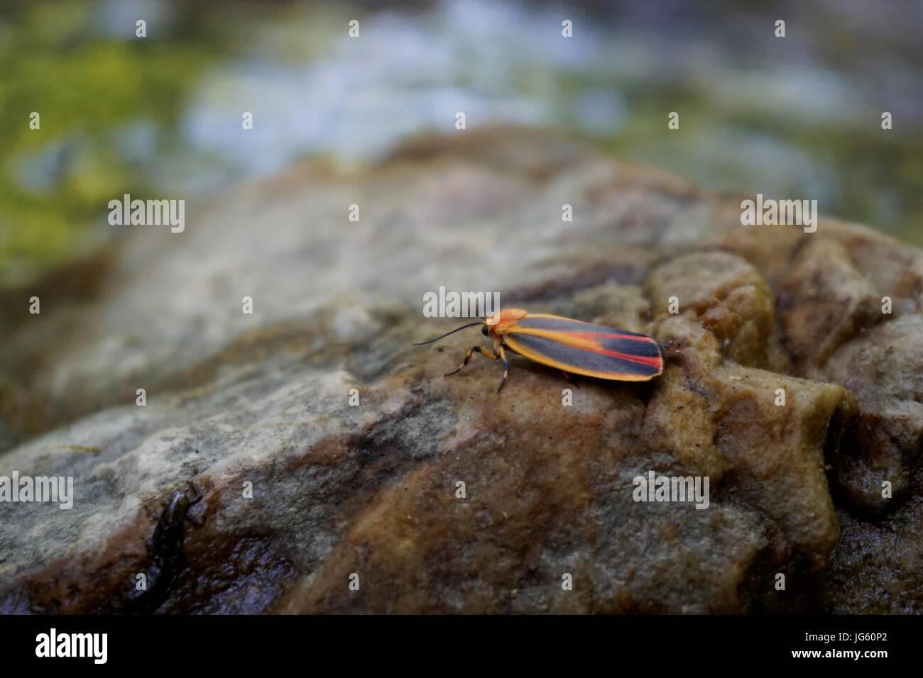 Bug resting on rock Stock Photo - Alamy