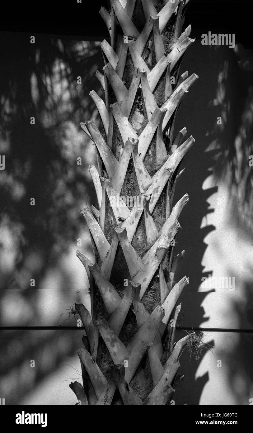 Sabal palm tree Black and White Stock Photos & Images - Alamy