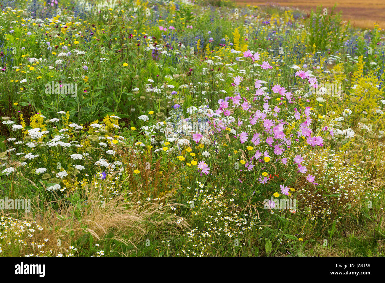 Brightly Coloured Perennials Planted Wild in a Meadow at Hyde Hall ...