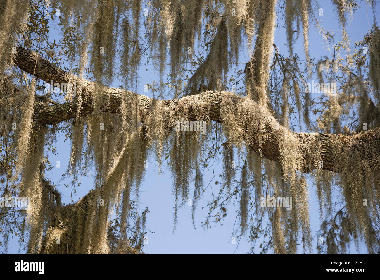 Moss draped tree hi-res stock photography and images - Alamy