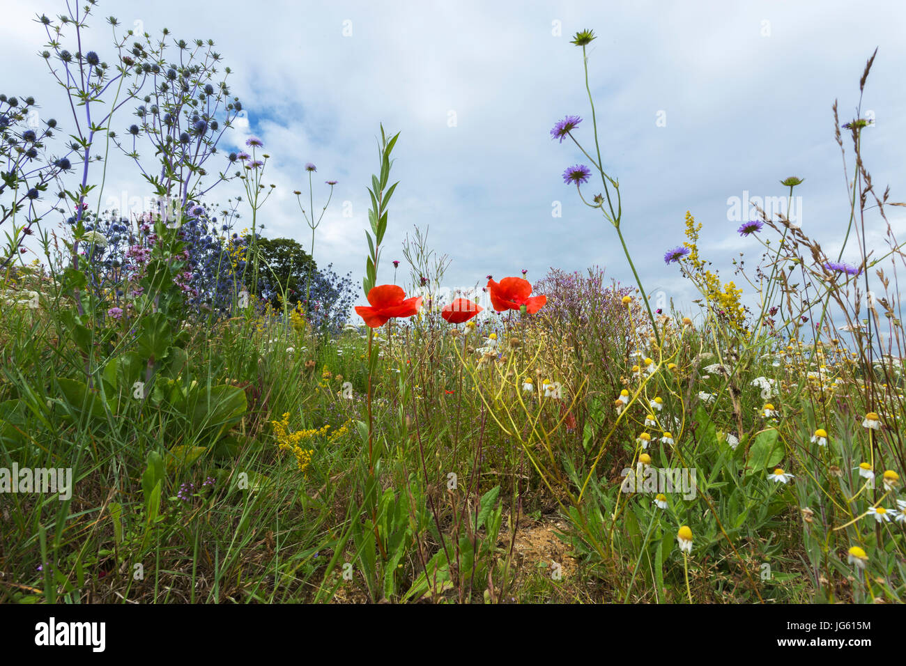 Low Level View of Wild Flowers in the Margins of a Meadow Stock Photo ...