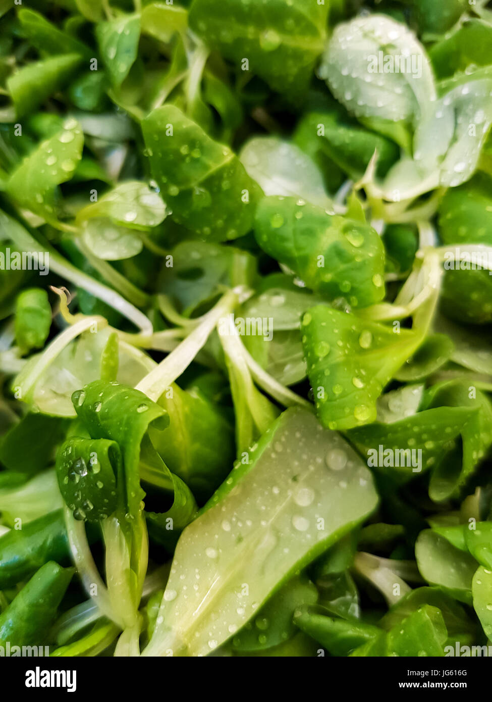 Close up view at Valerianella locusta( Rapunzel plant) food Stock Photo ...