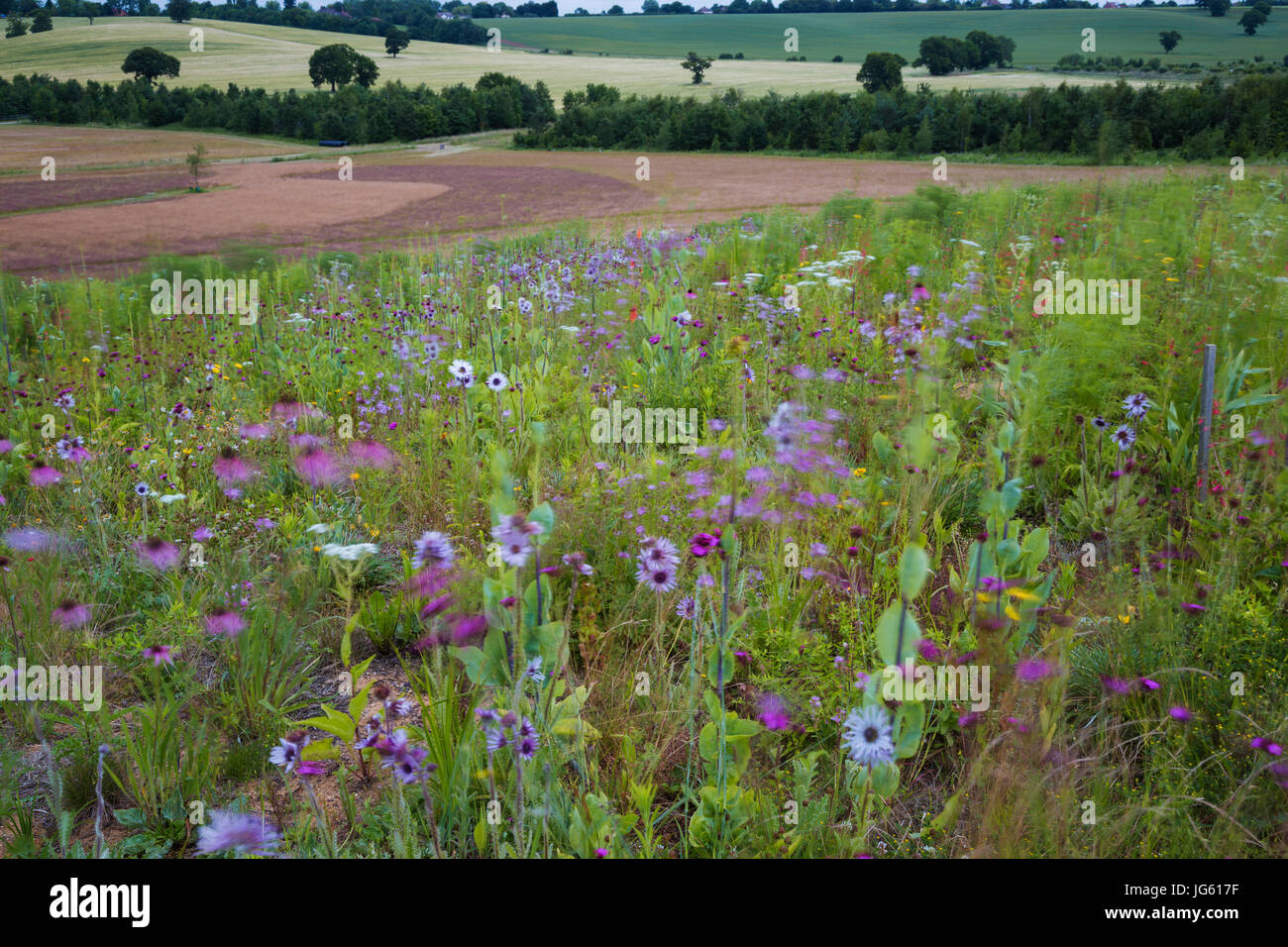 Wind-Blown Flowers on a Hillside Stock Photo - Alamy