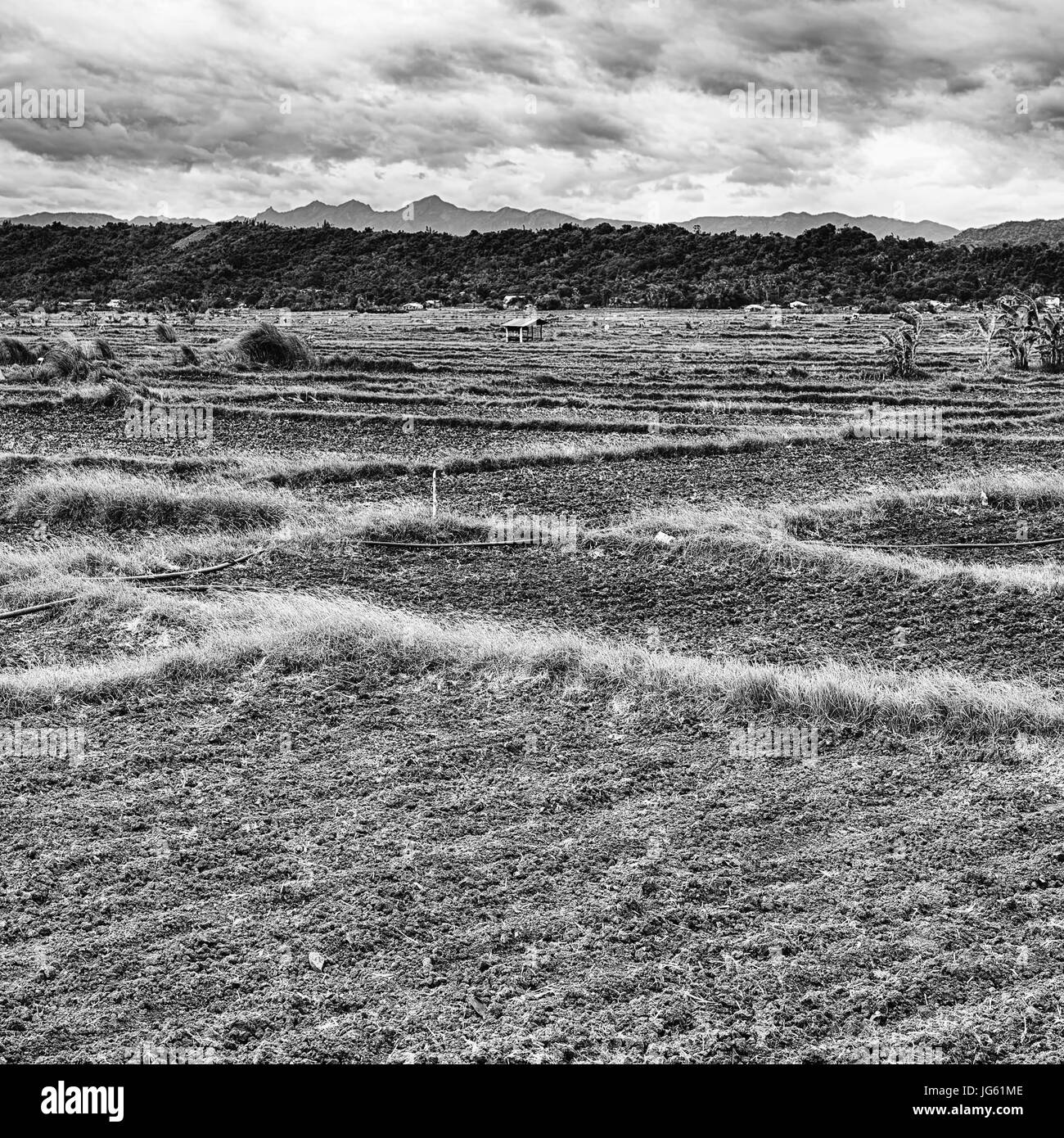 blur in philippines terrace field for coultivation of rice from banaue ...