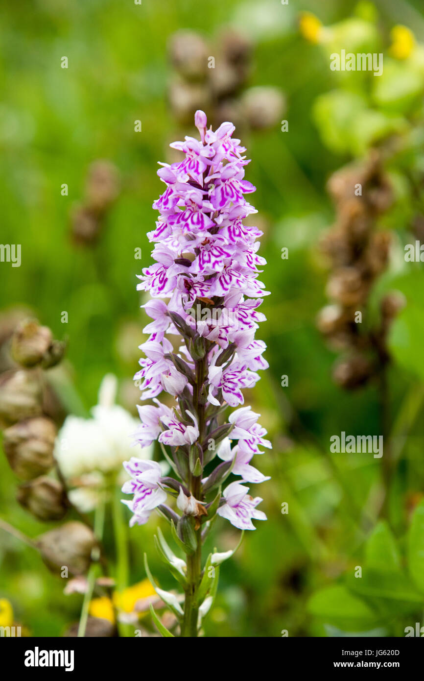 English wild orchid hi-res stock photography and images - Alamy