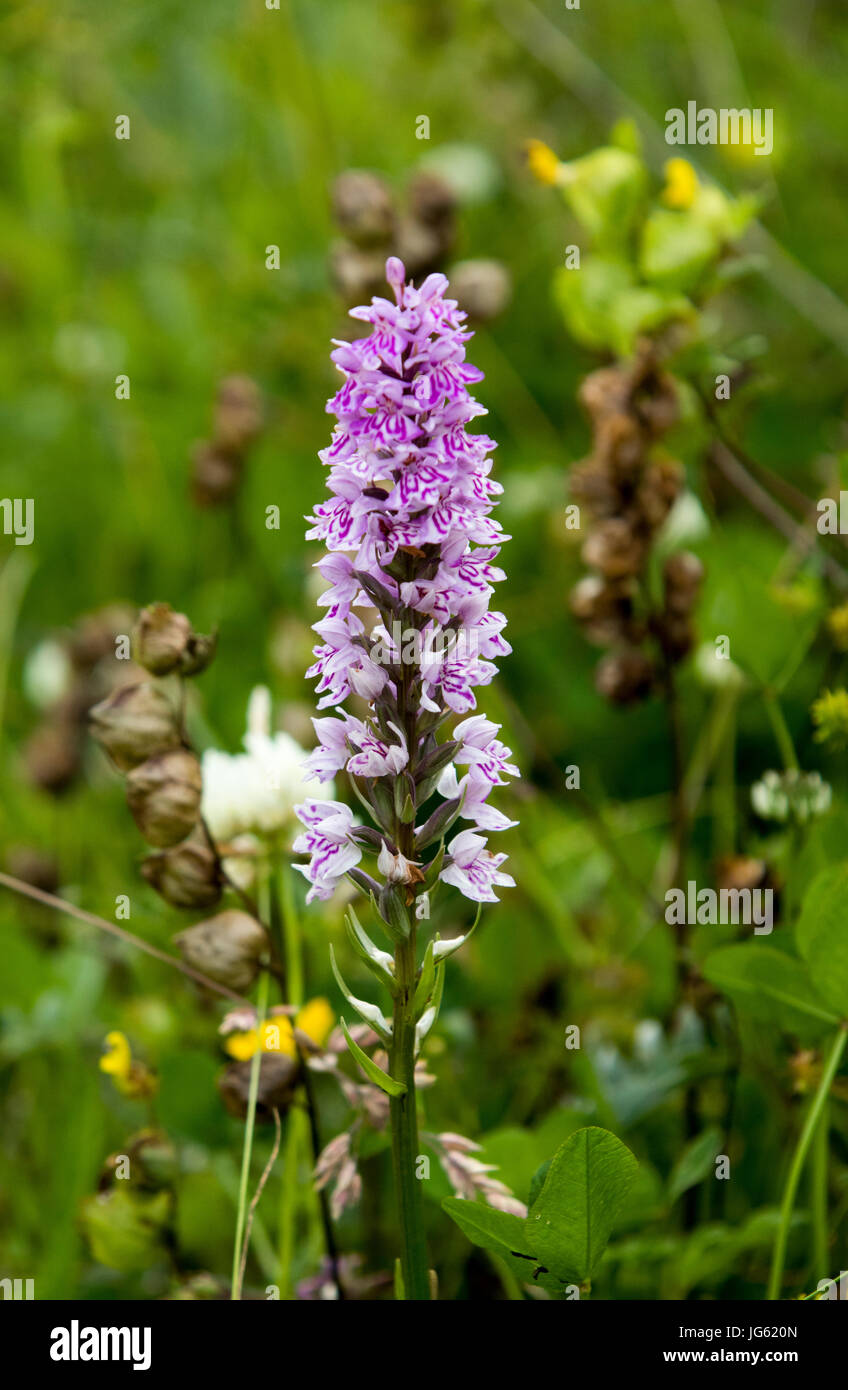 English wild orchid hi-res stock photography and images - Alamy