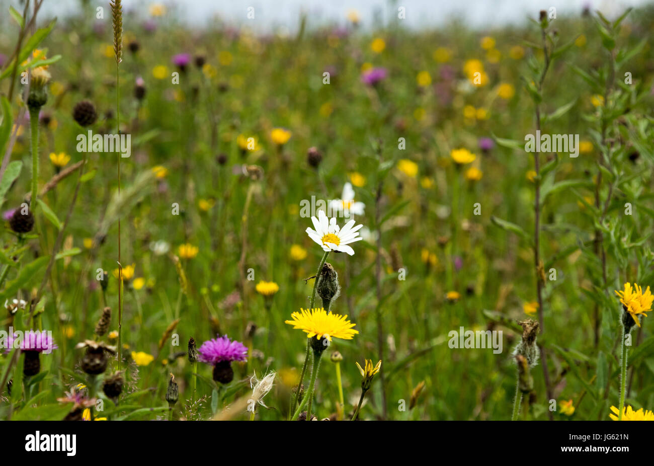 Wildflower meadow in summer Stock Photo - Alamy