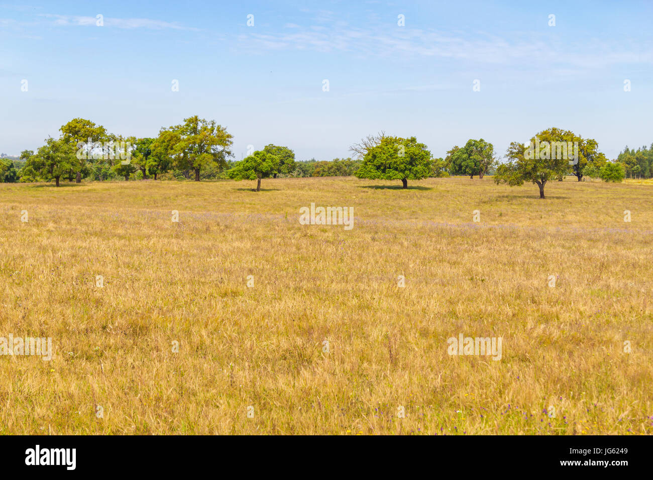 Cork trees in a farm plantation in Vale Seco, Santiago do Cacem ...