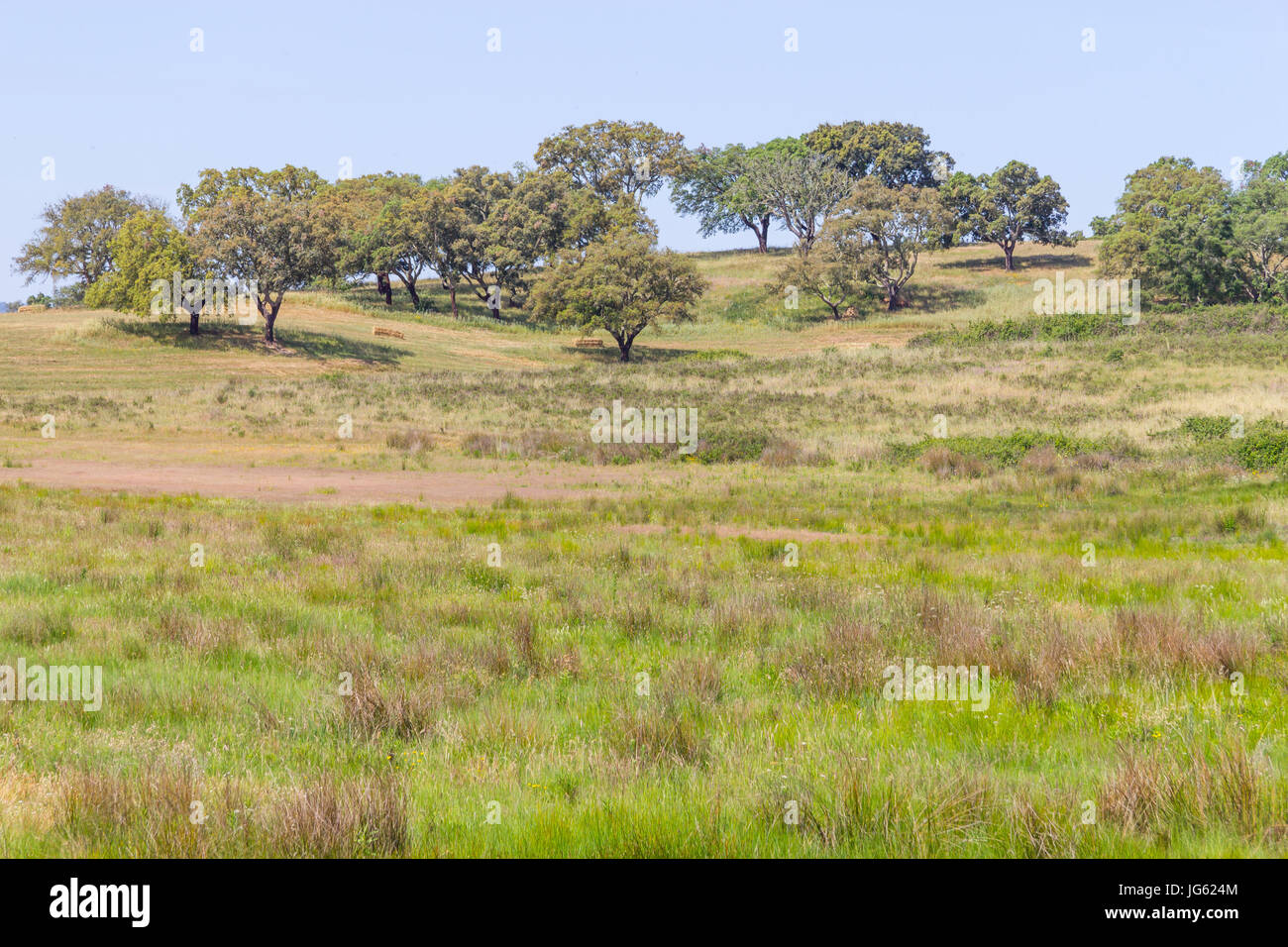 Cork trees in a farm plantation in Vale Seco, Santiago do Cacem ...