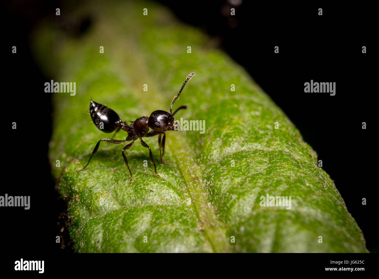 Pissant hi-res stock photography and images - Alamy