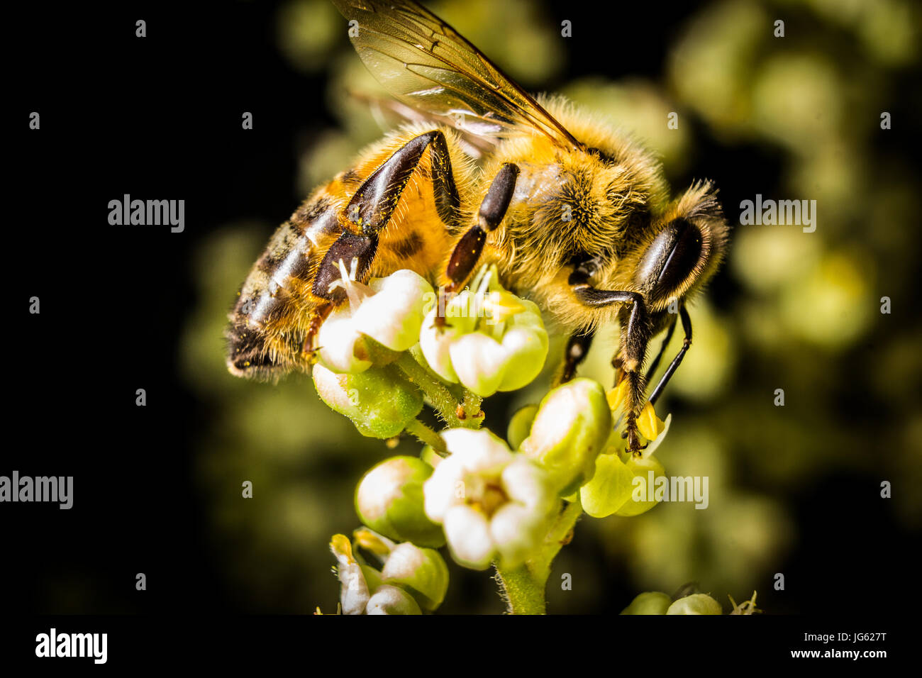 A common honey bee inspects a wildflower bloom Stock Photo - Alamy