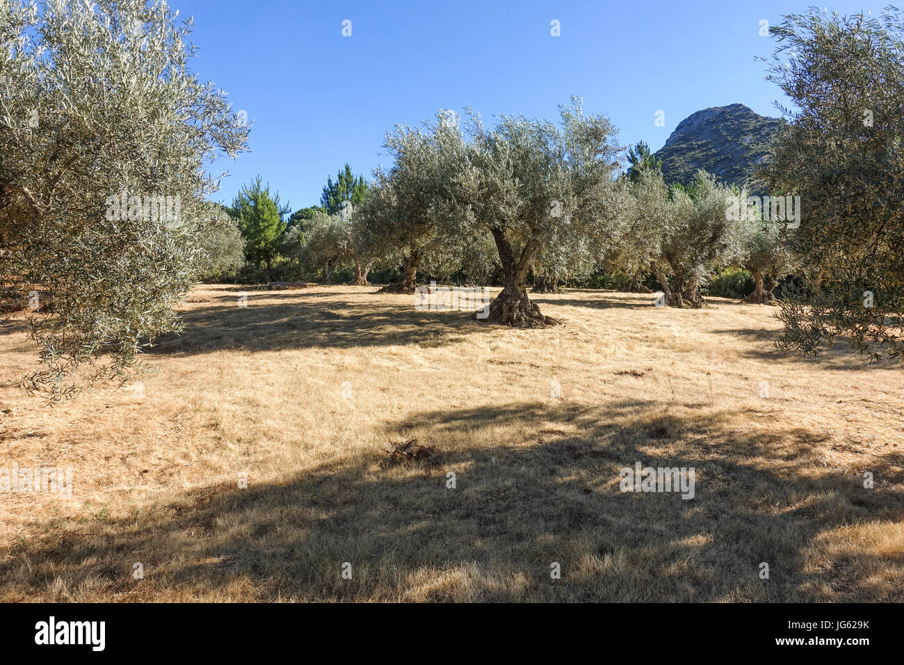 Olive trees spain hi-res stock photography and images - Alamy