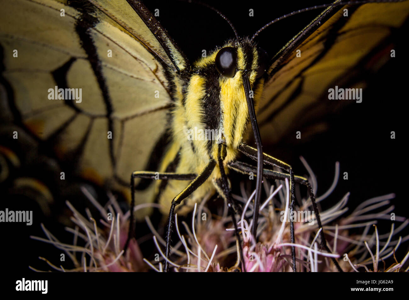 Butterfly legs close up hi-res stock photography and images - Alamy