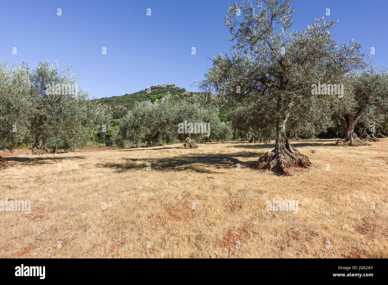 Olive trees spain hi-res stock photography and images - Alamy