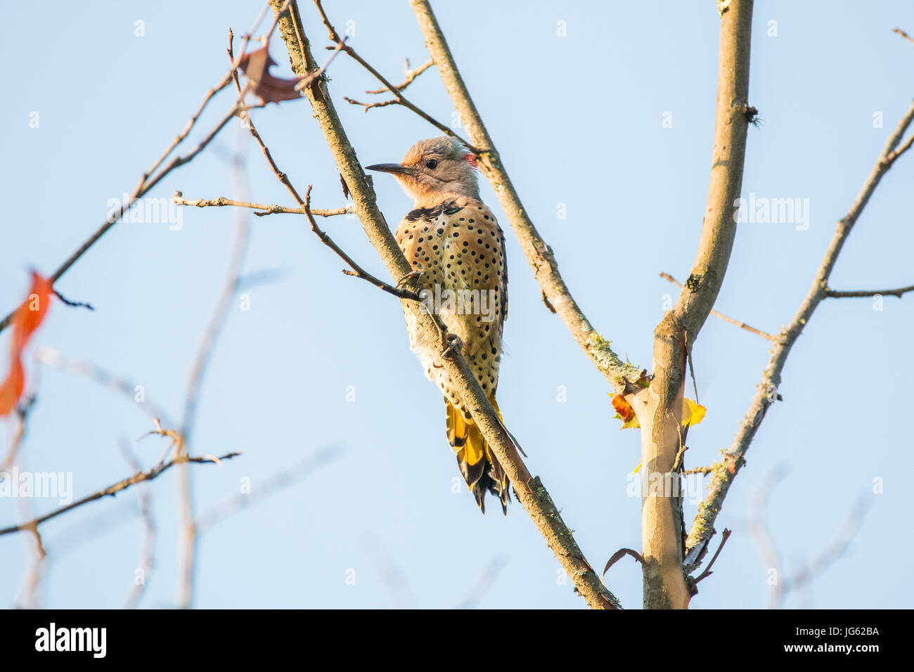 A common flicker rests on a tree branch in morning light Stock Photo ...