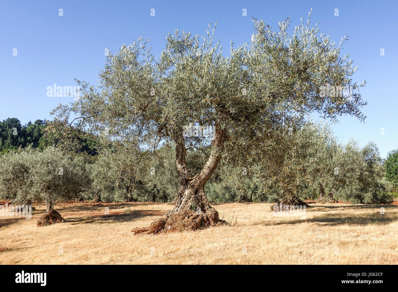 Olive trees spain hi-res stock photography and images - Alamy