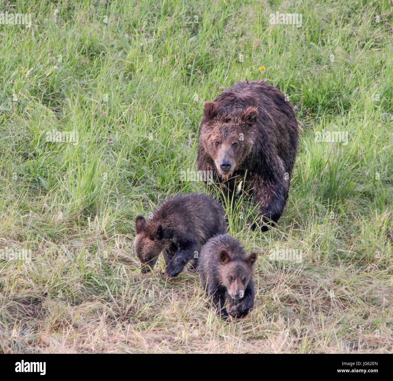 A grizzly bear sow walks with her cubs at the Yellowstone National Park ...