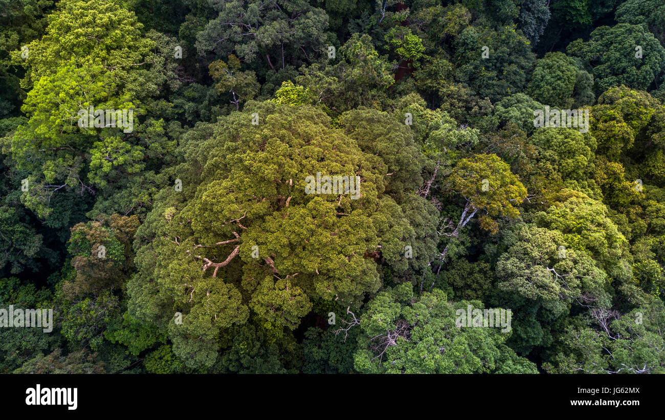 Dead_tree hi-res stock photography and images - Alamy