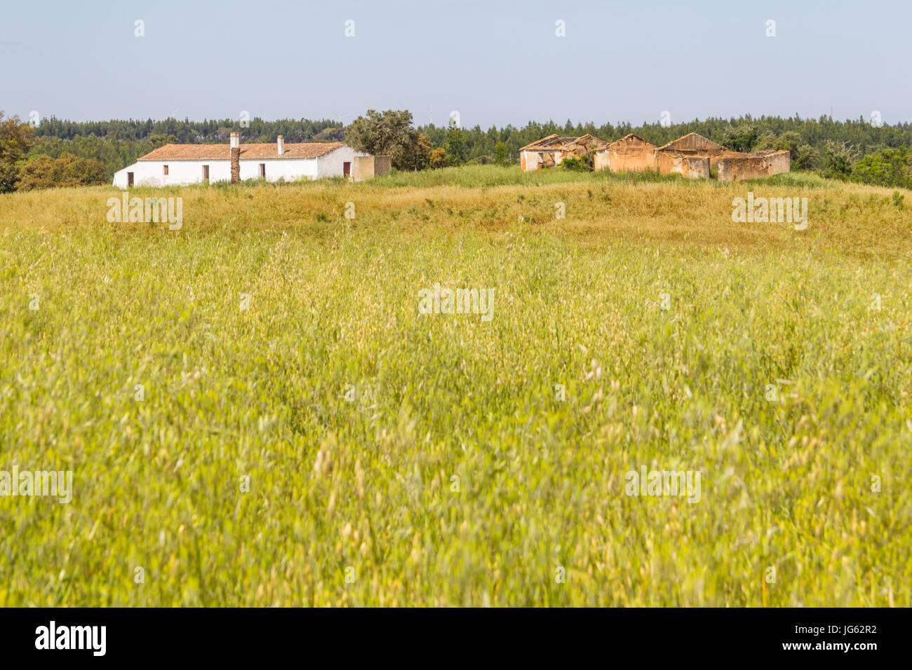 Farm house with wheat plantation and trees in Vale Seco, Santiago do ...