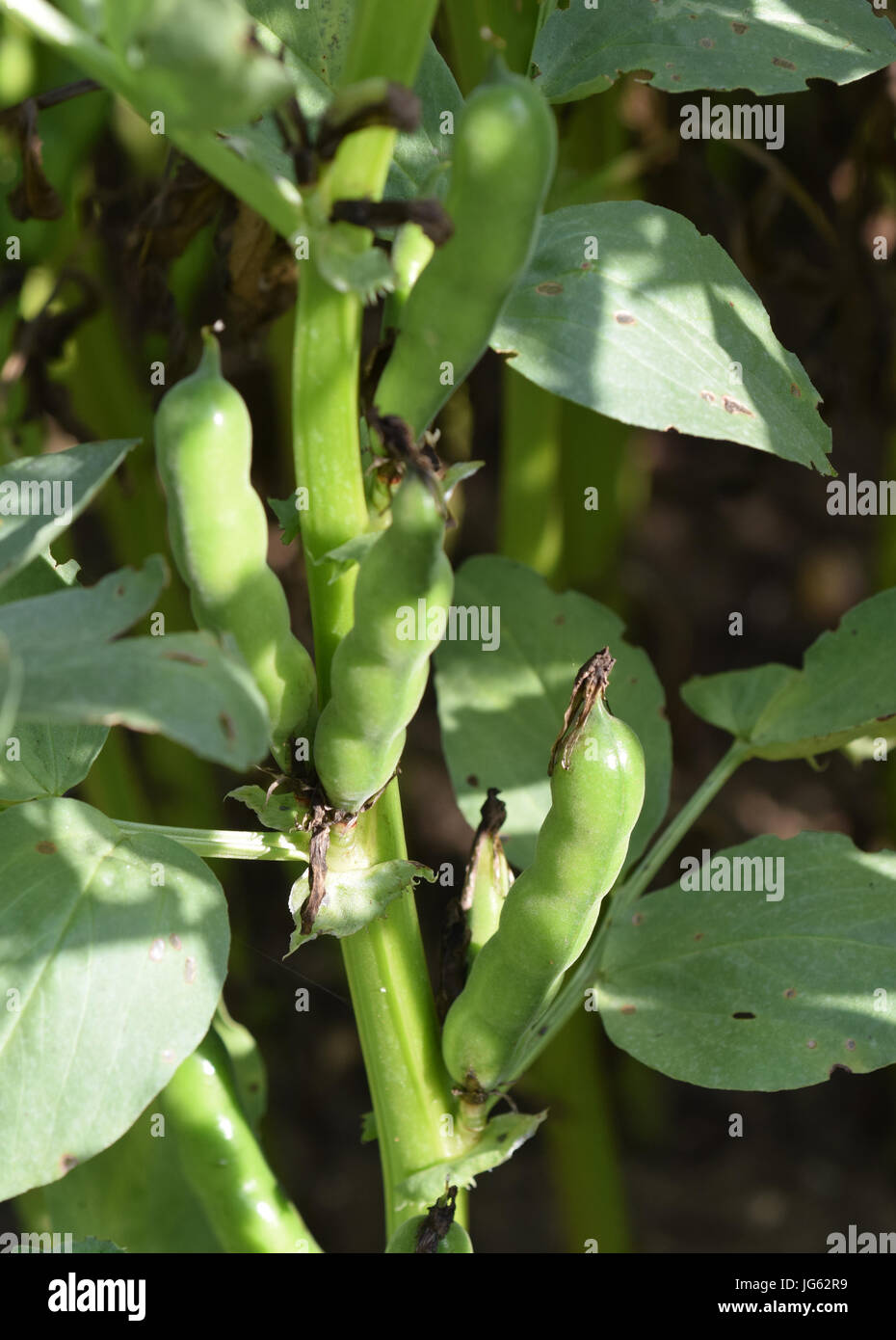 Tic beans hi-res stock photography and images - Alamy