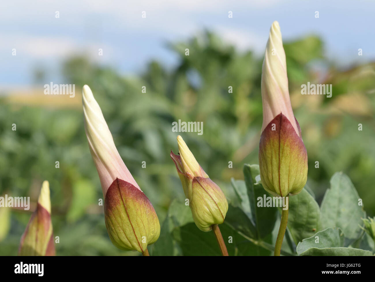 bindweed buds on broad bean crop Stock Photo - Alamy