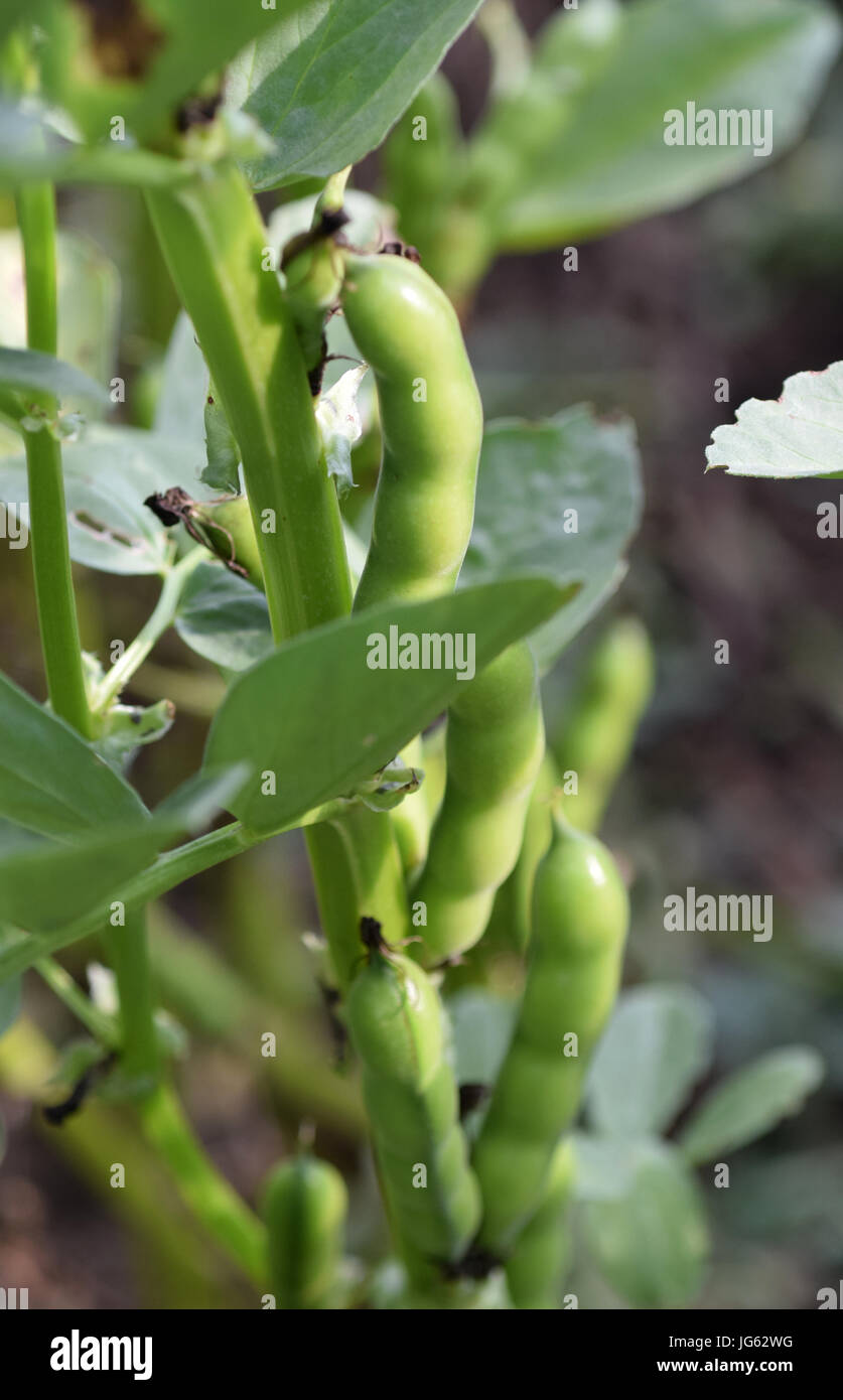 Broad beans growing hi-res stock photography and images - Alamy