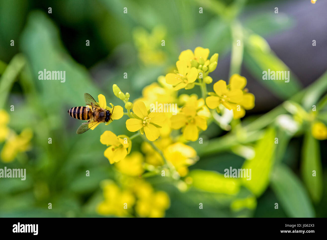 Closeup bee eating nectar on the small yellow flowers of Sinapis ...