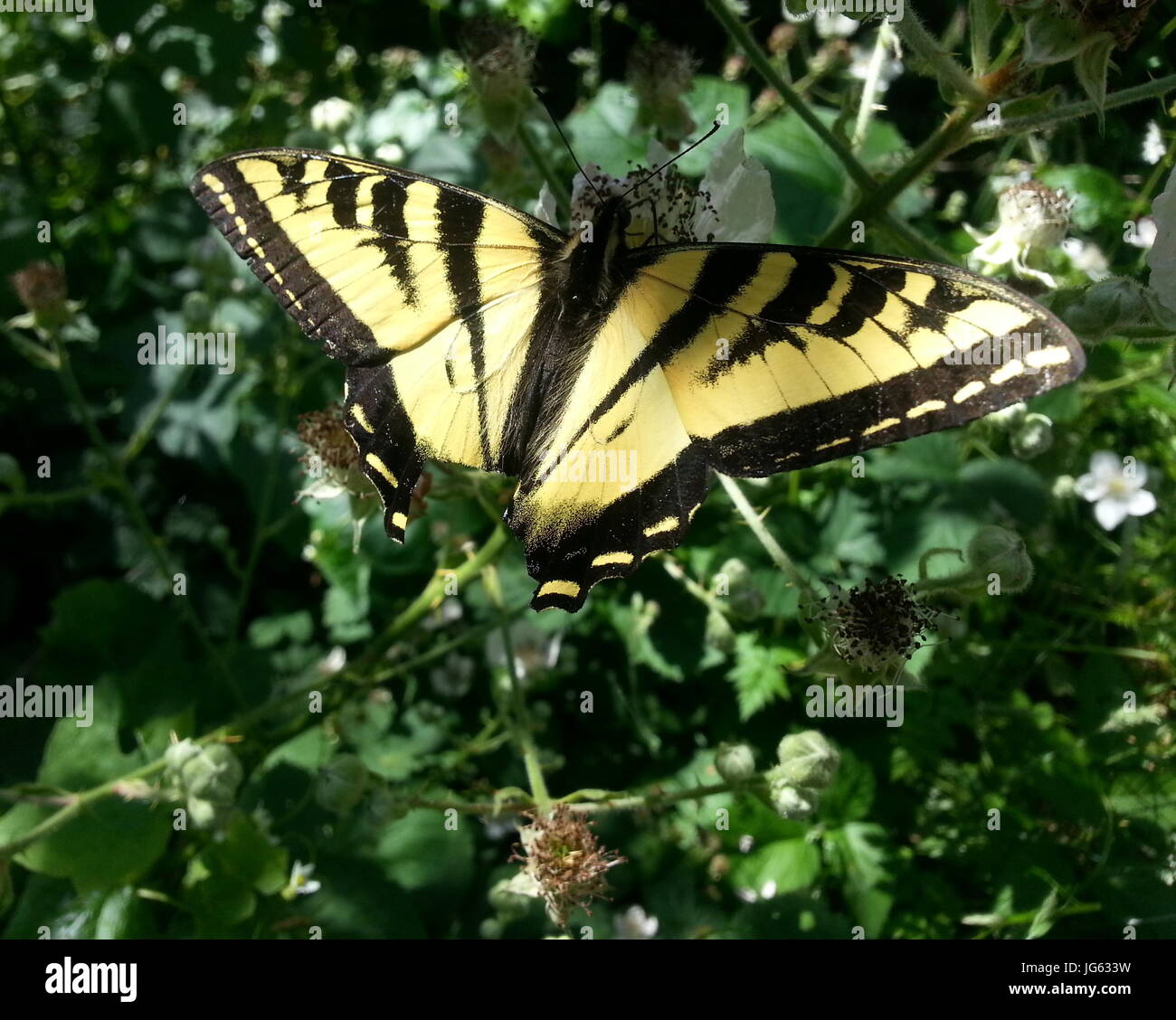 Yellow tiger swallowtail hi-res stock photography and images - Alamy