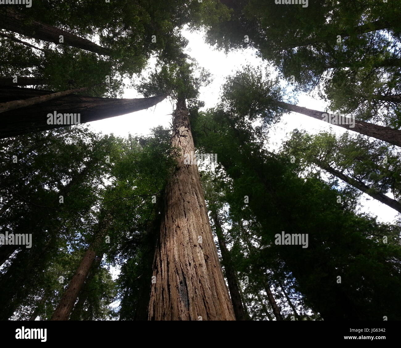 Tress hi-res stock photography and images - Alamy