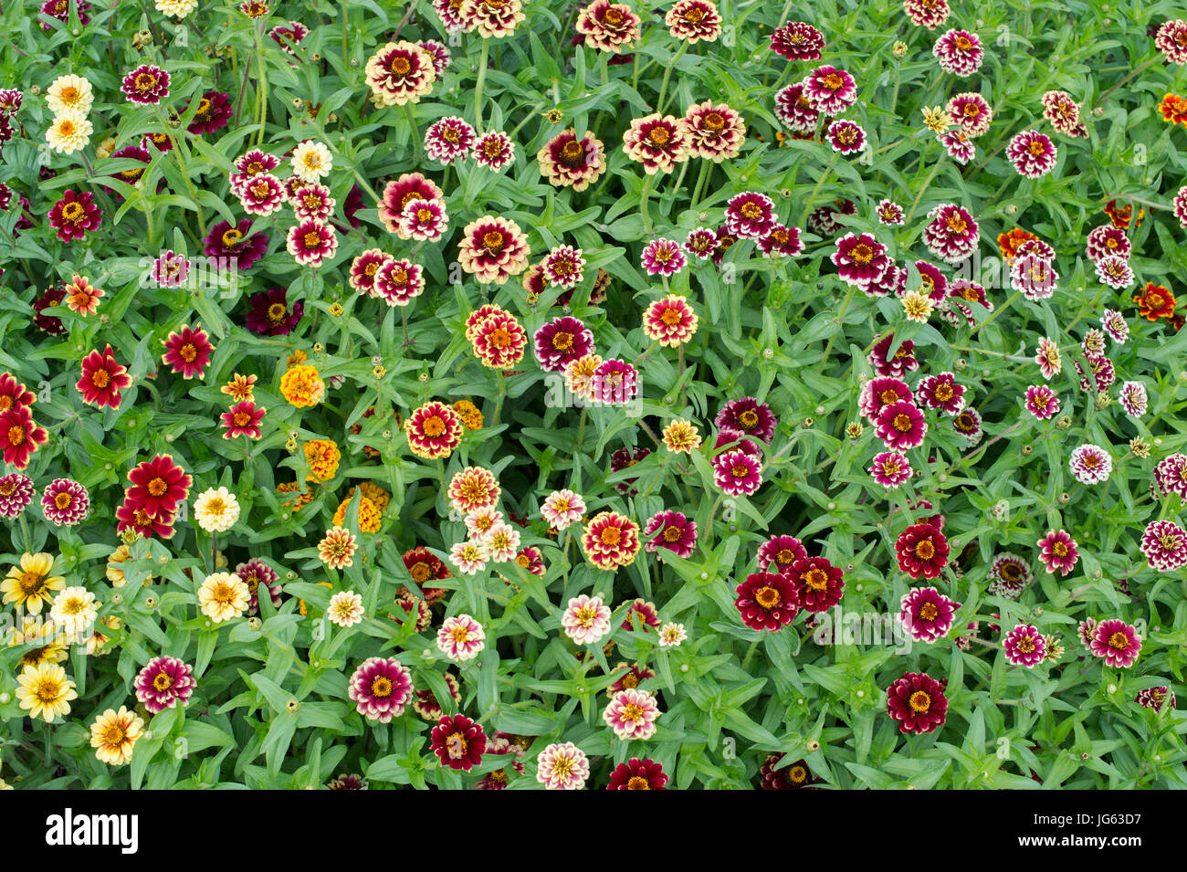 Zinnia Haageana Jazzy Mix flowers Stock Photo - Alamy