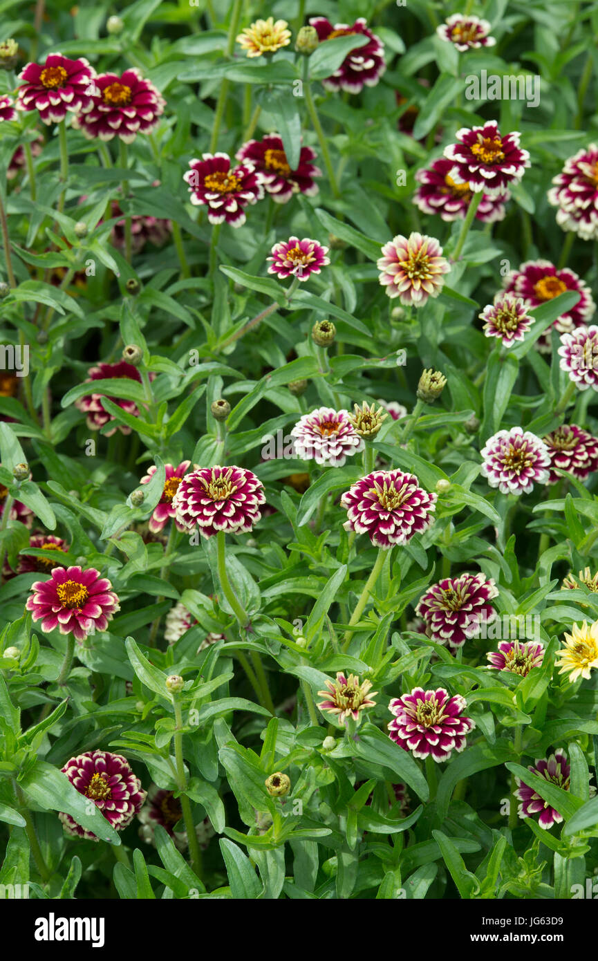 Mix flower pattern hi-res stock photography and images - Alamy