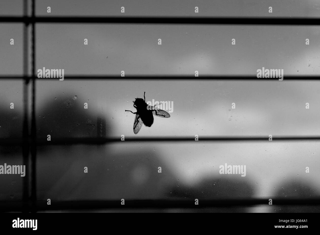 Fly, Window, Insect, Blinds Stock Photo - Alamy