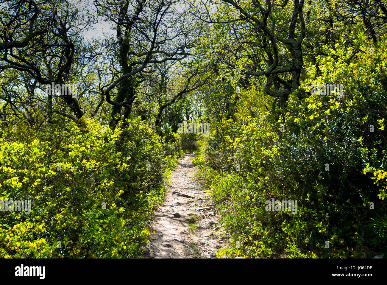 Forest Of Saou High Resolution Stock Photography and Images - Alamy