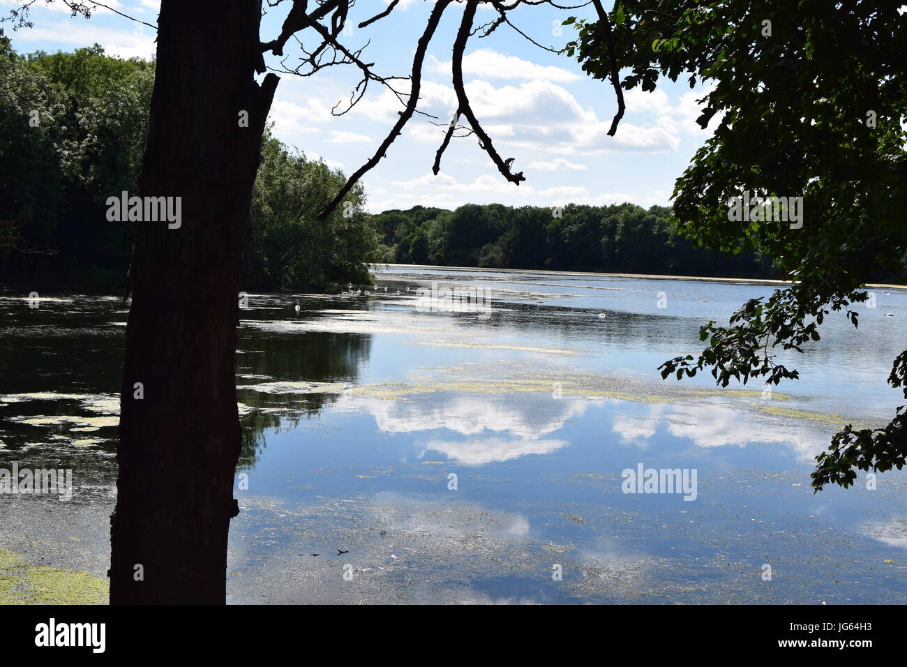 Trees coate water country park hi-res stock photography and images - Alamy