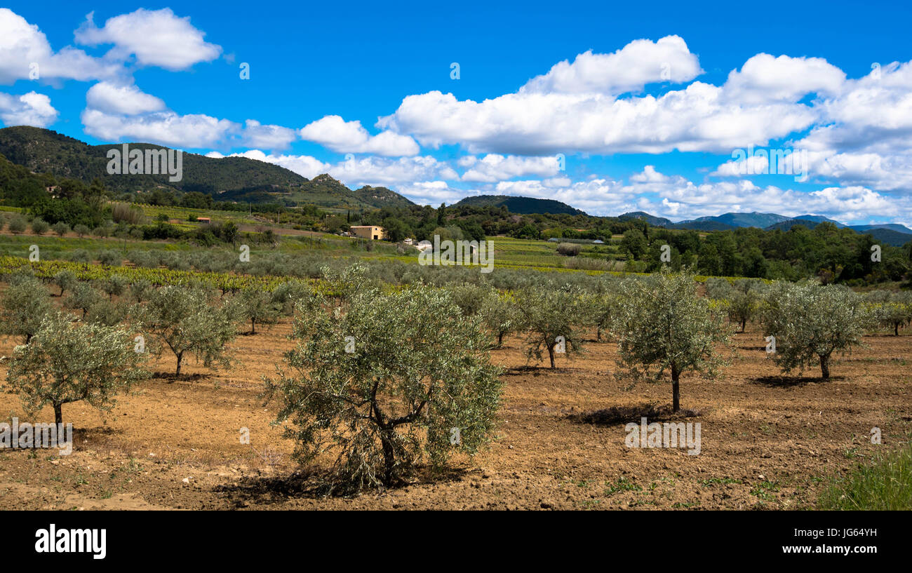 Olive trees provence hi-res stock photography and images - Alamy