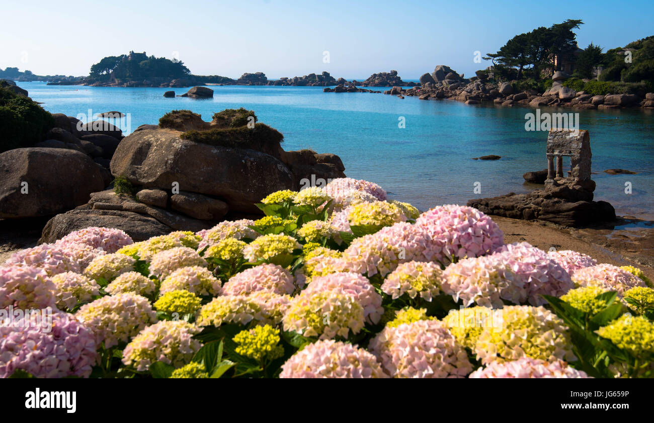 Hydrangea at the beach in Brittany Stock Photo - Alamy