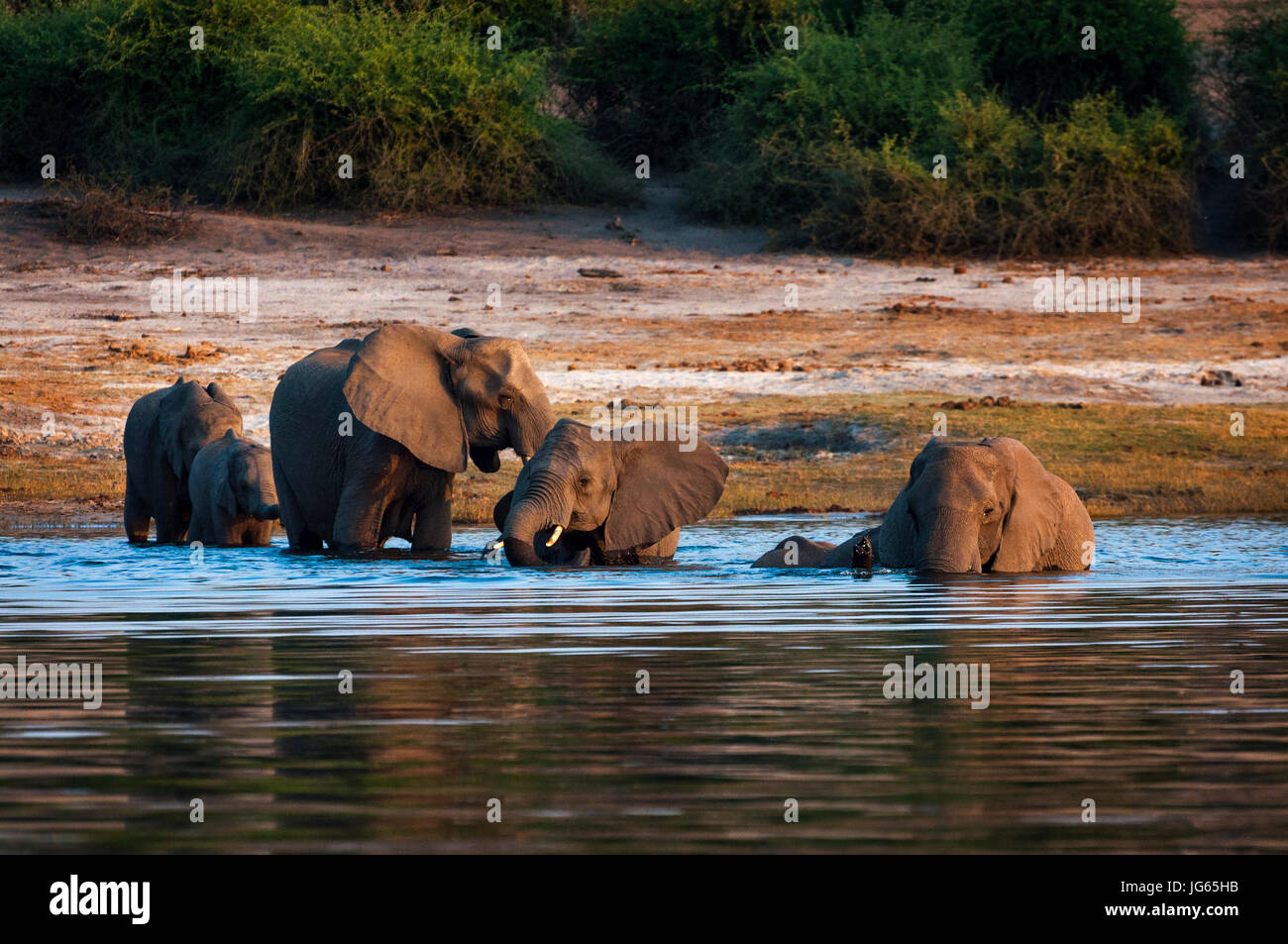 Herd of elephants crossing the Chobe River in Chobe National Park ...