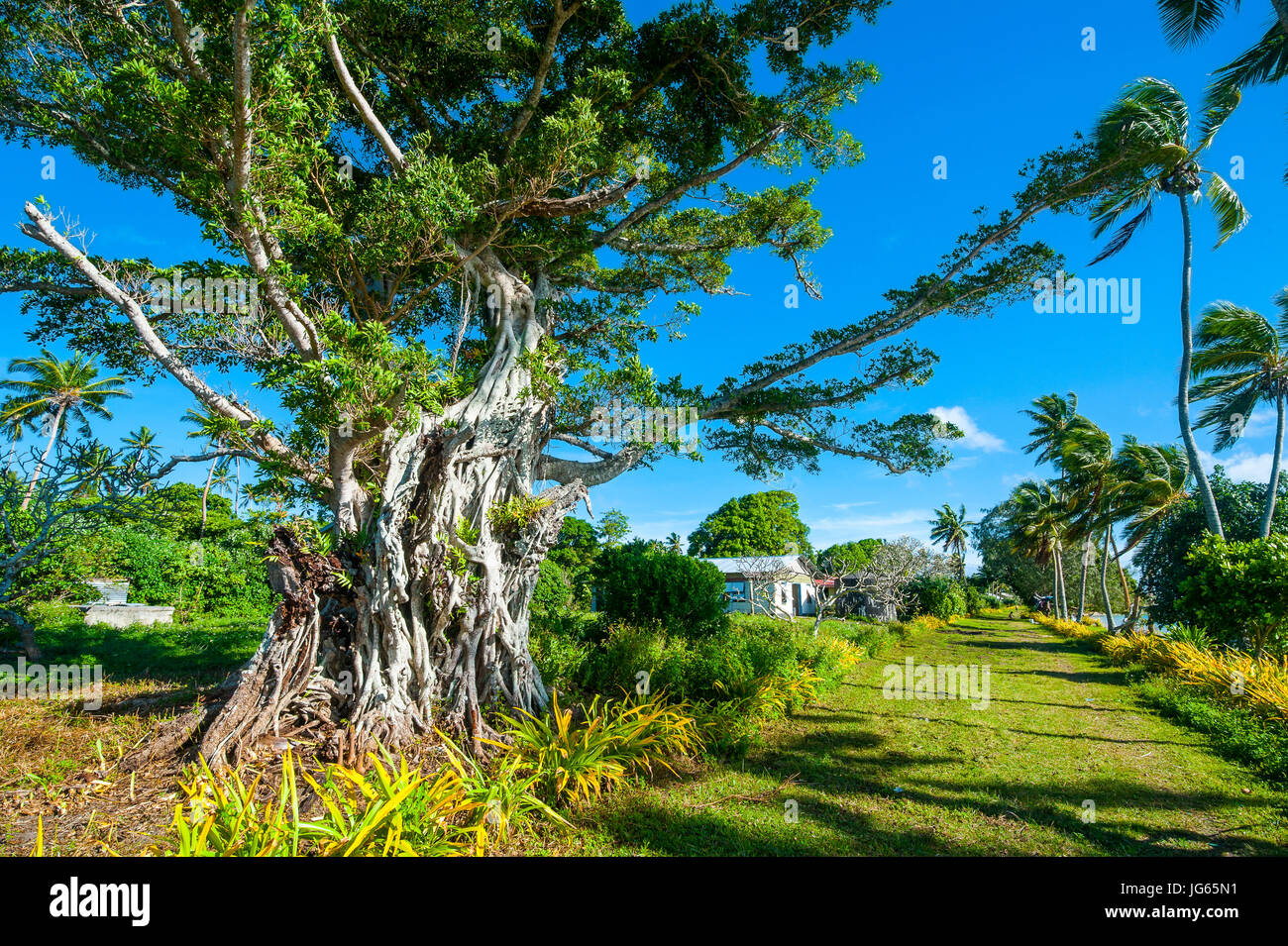Tonga traditional house hi-res stock photography and images - Alamy