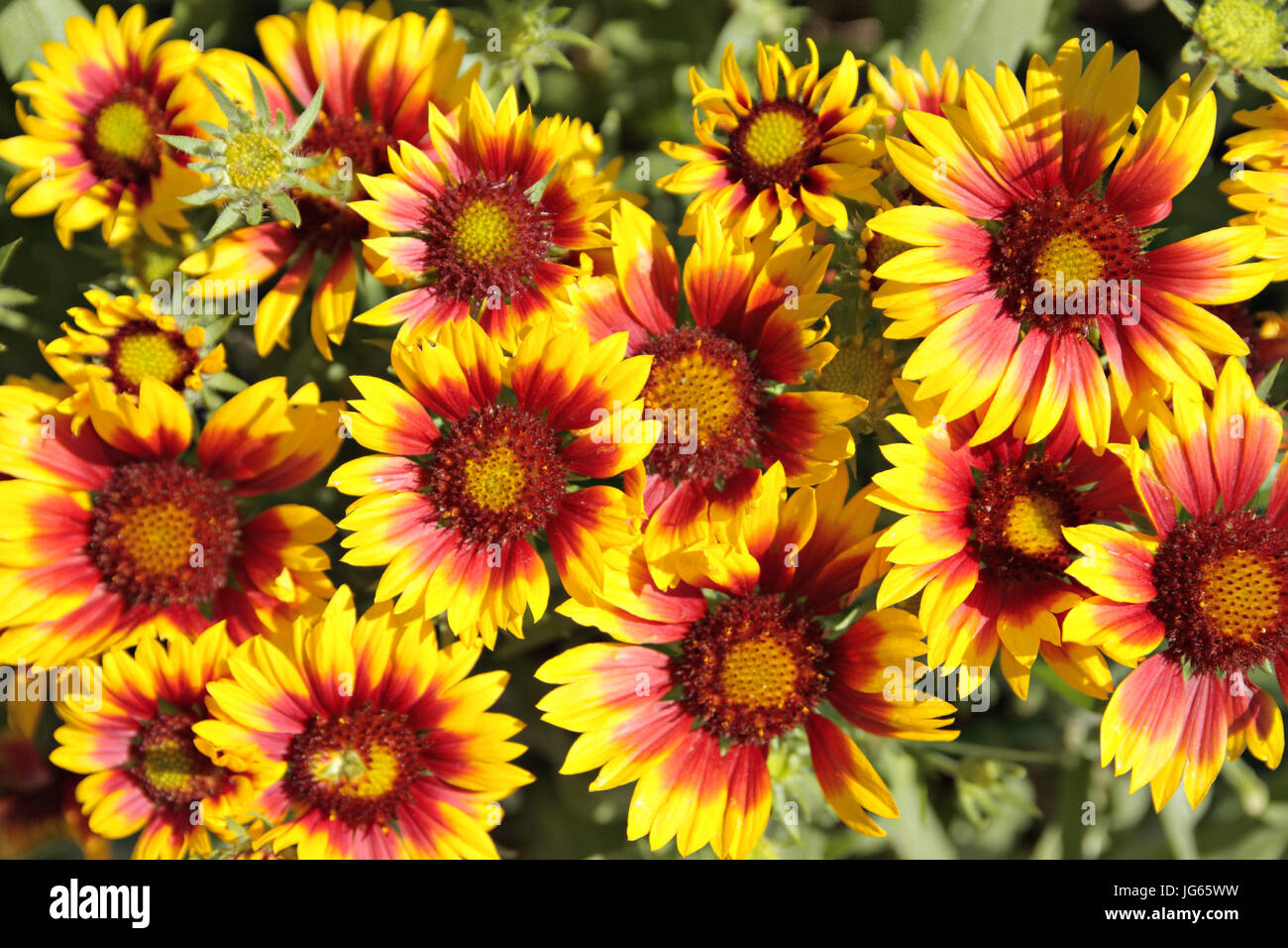 Flowerbed with red-yellow flowers of gaillardia Stock Photo - Alamy