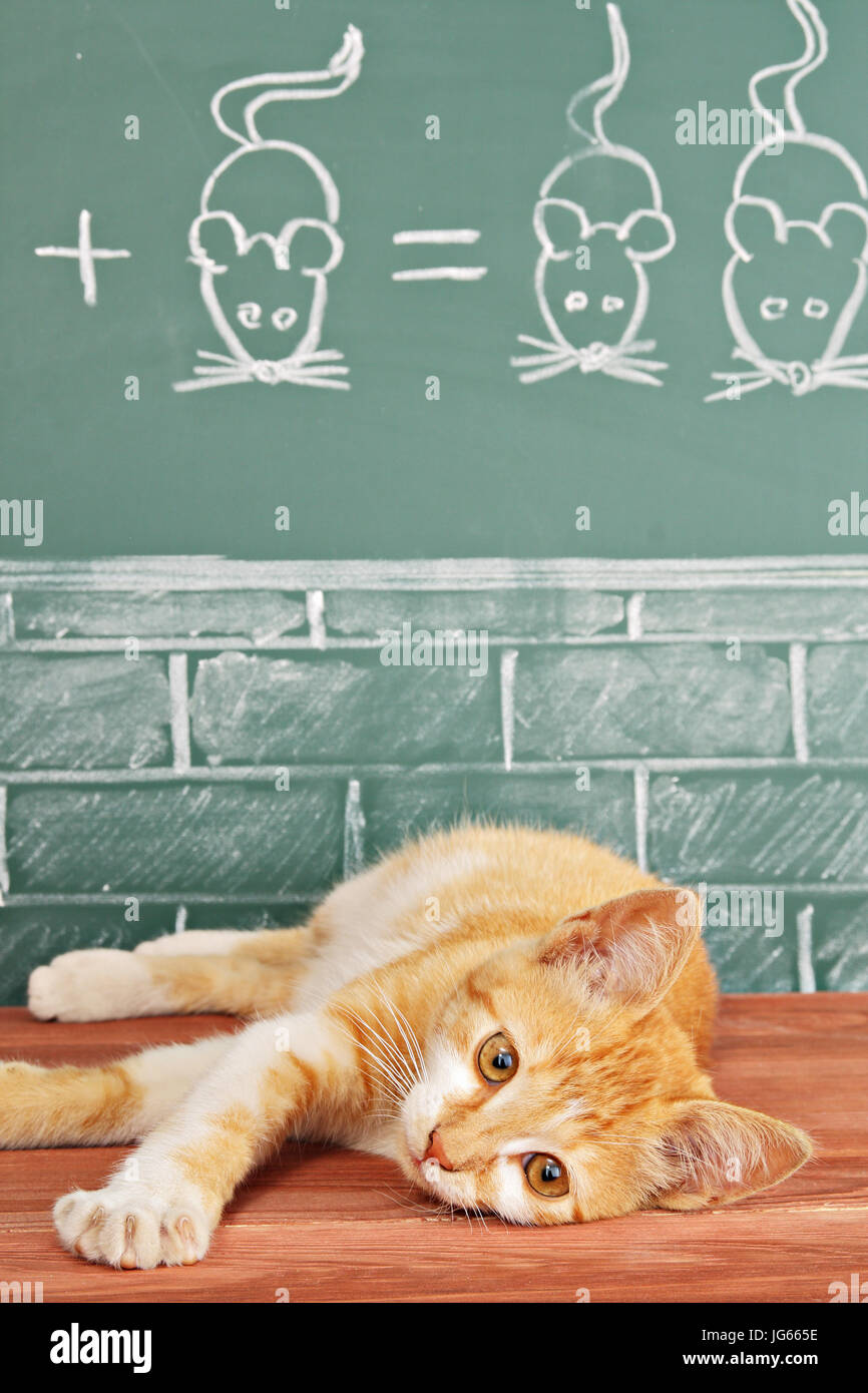 Education idea about foxy Cat studied mathematics on example of ...