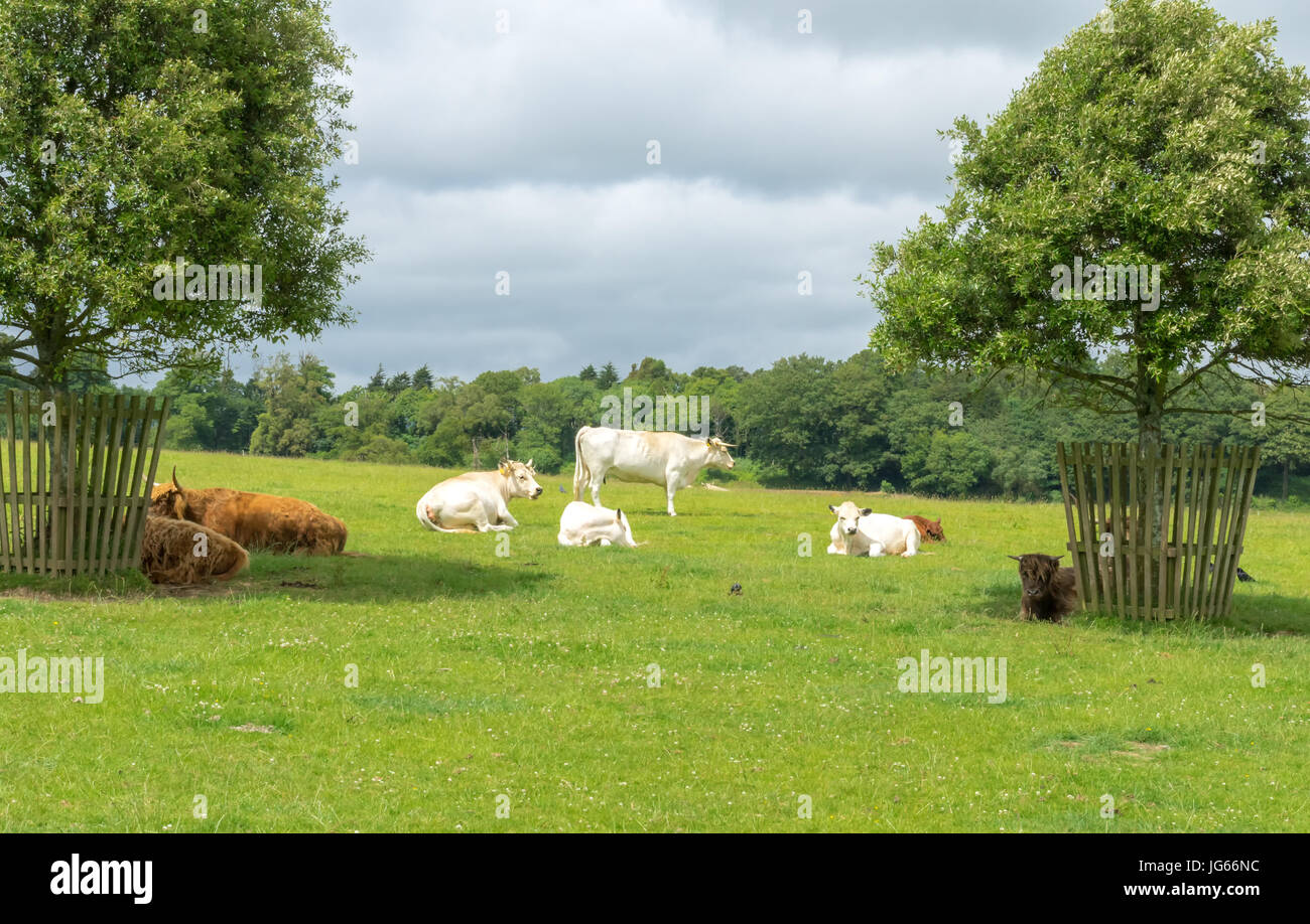 Cattle grazing on a farm Stock Photo - Alamy