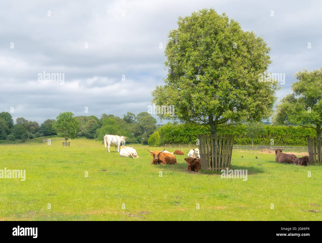 Cattle grazing on a farm Stock Photo - Alamy