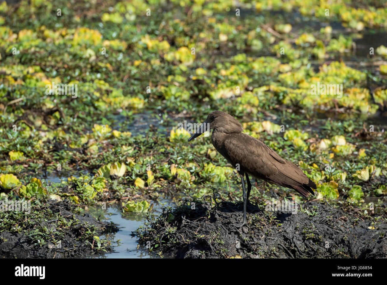Zambia, South Luangwa National Park. Hammerkop near small pond (WILD ...