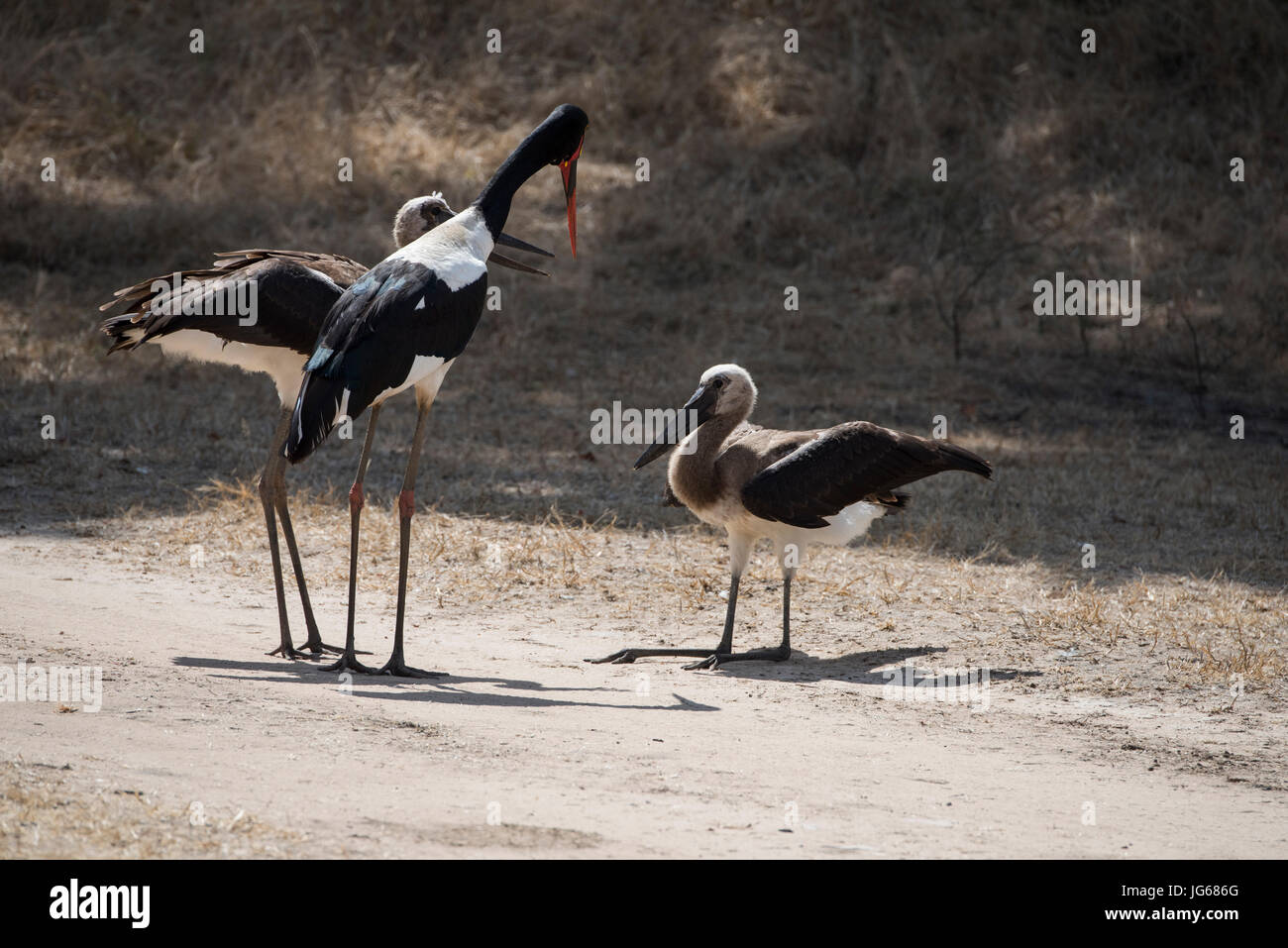 Zambia, South Luangwa National Park. Female Saddle-billed stork (WILD ...